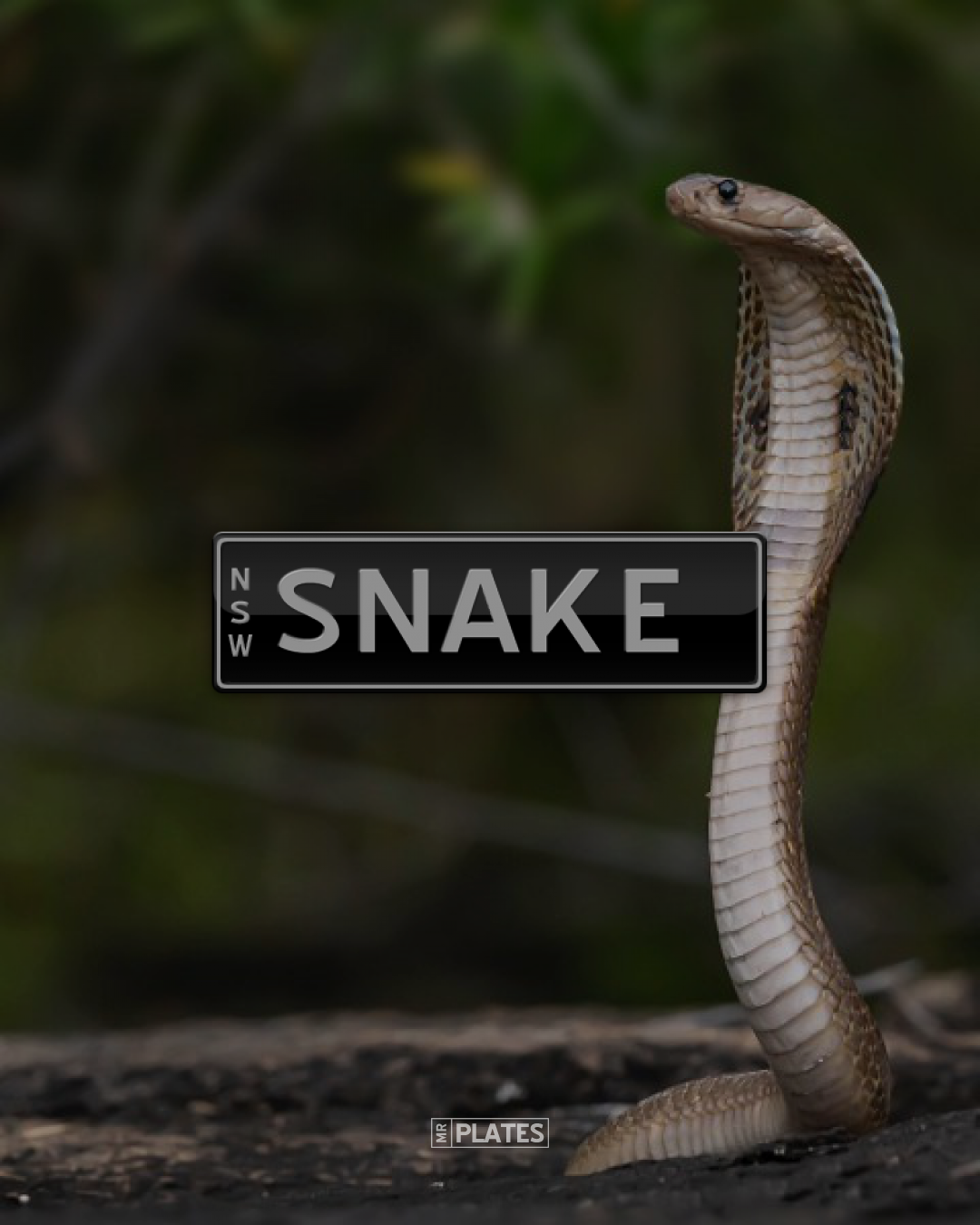 SNAKE (Snake) Number Plates For Sale, NSW - MrPlates